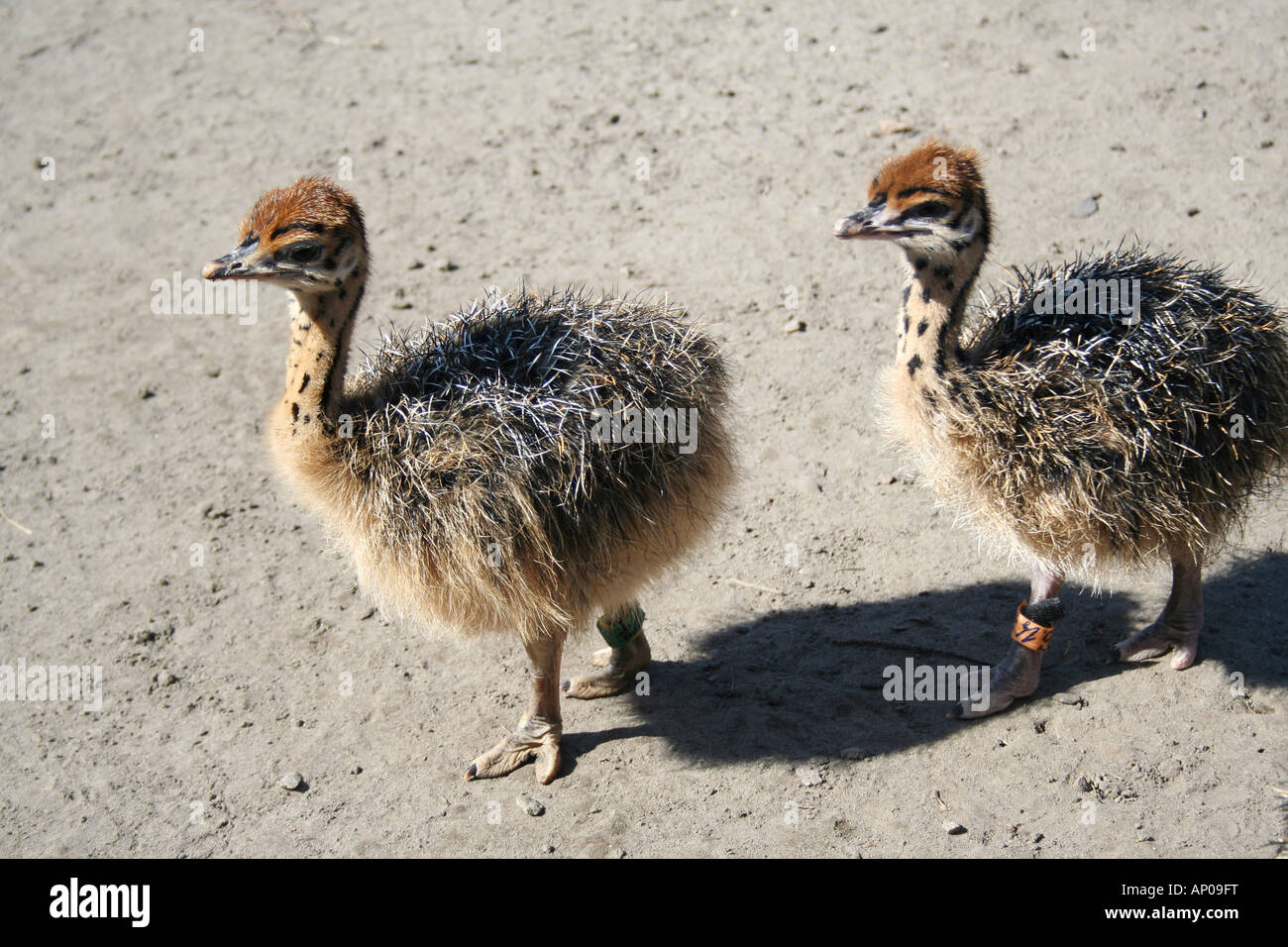 Young ostrich birds in the farm Stock Photo - Alamy