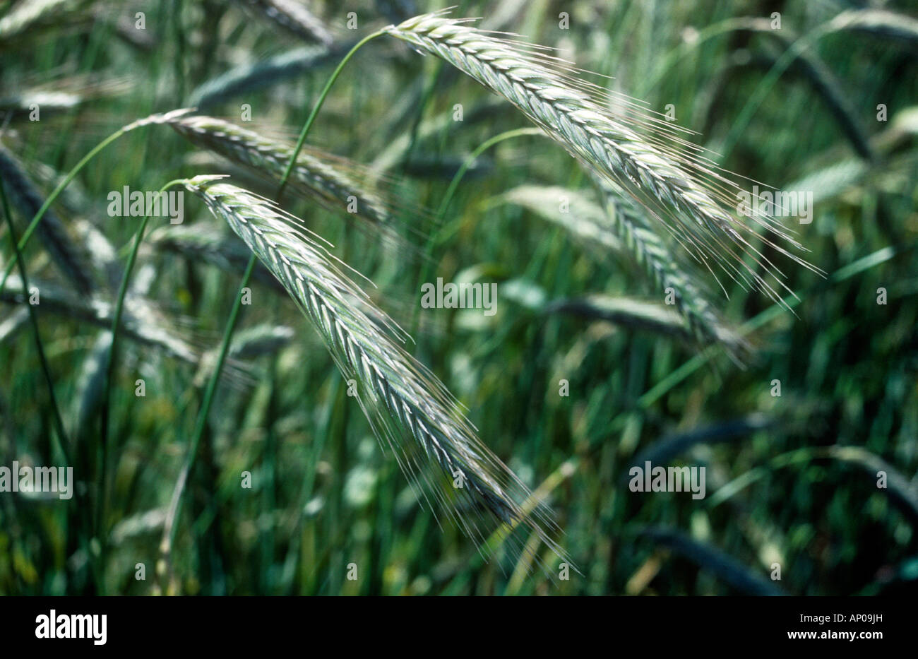 Two ears hi-res stock photography and images - Alamy