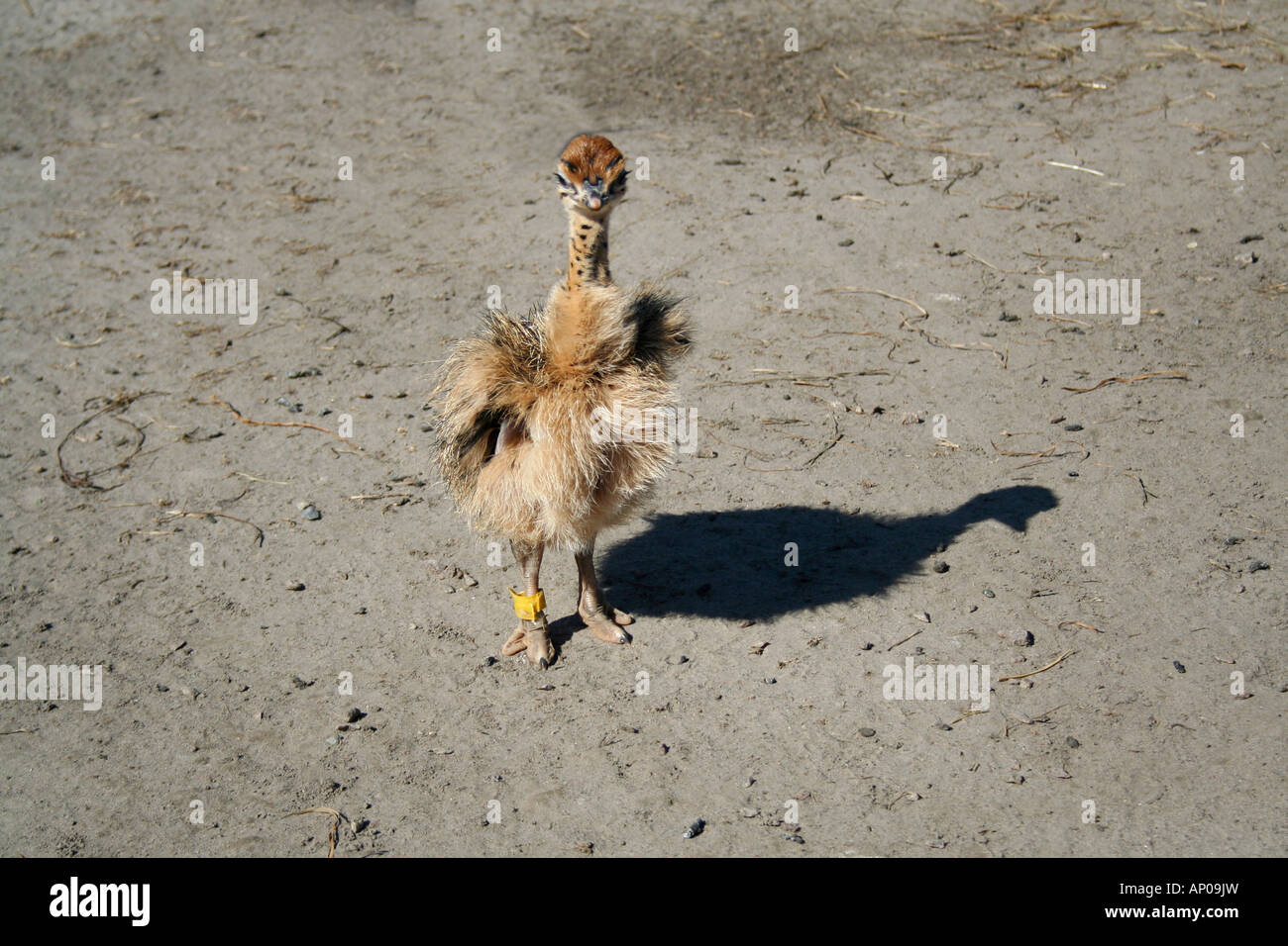 Chicken stretch hi-res stock photography and images - Alamy