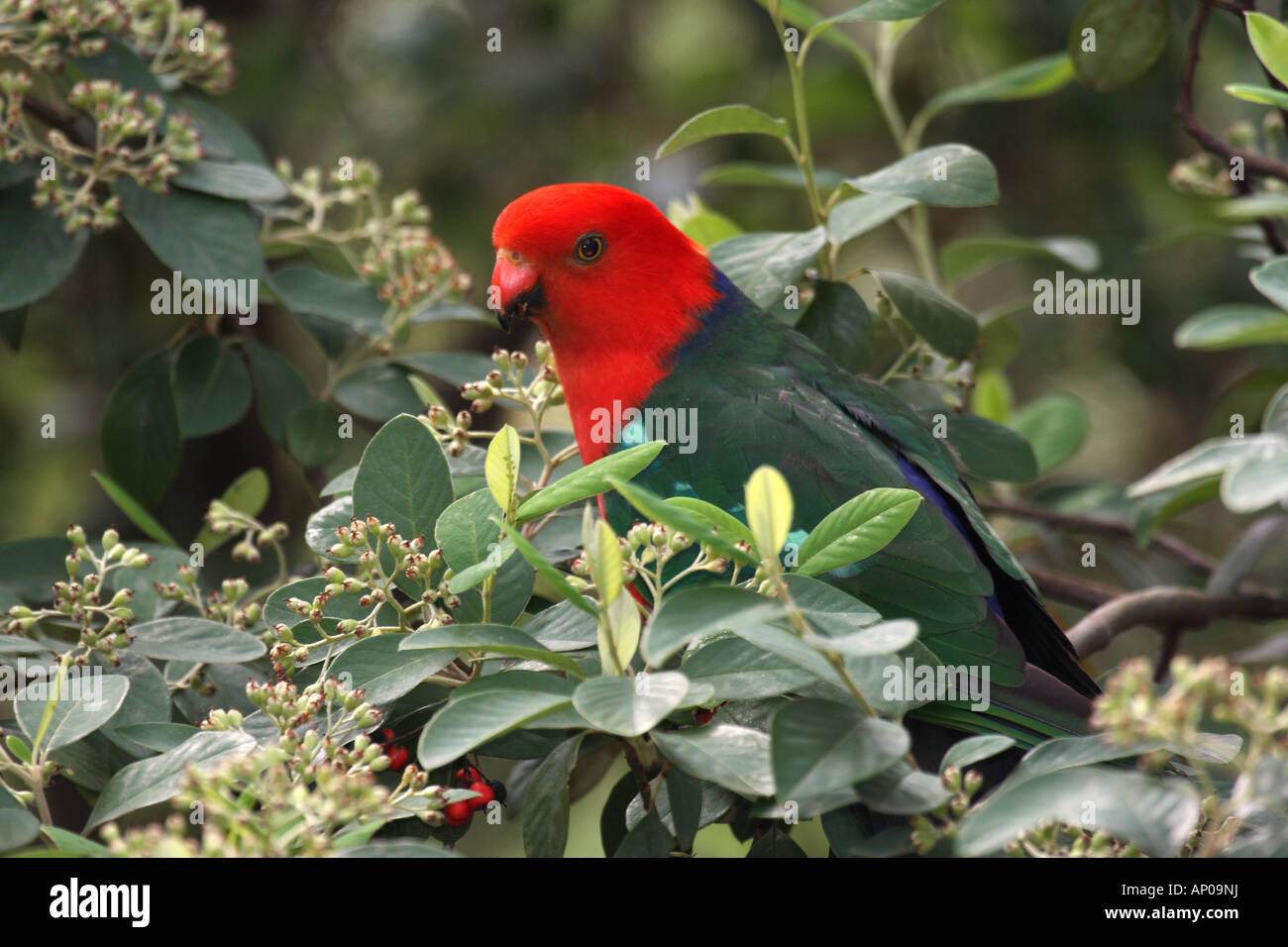 King parrot, alisterus scapularis, breeding male in a bush with blossom ...
