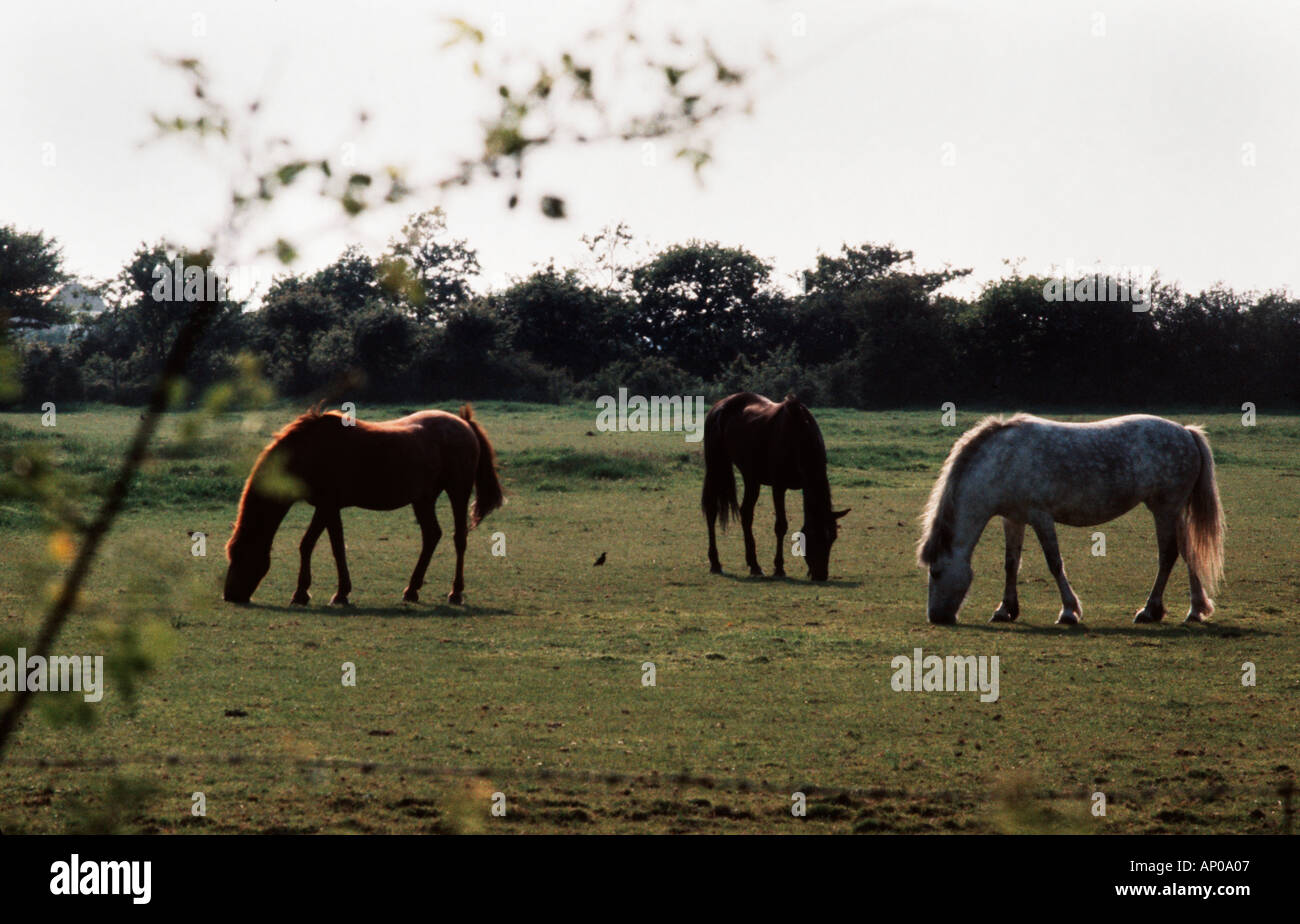 Three ponies in backlight in the New Forest in England Stock Photo - Alamy