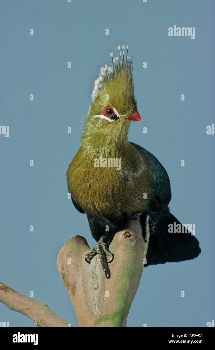 Livingston's Turaco. (Tauraco livingstonii) French: Touraco de ...