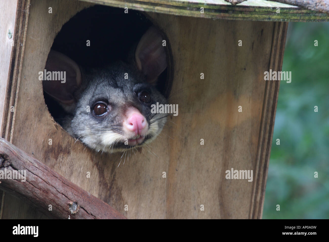 Common Brushtail possum, trichosurus vulpecula, single adult emerging ...