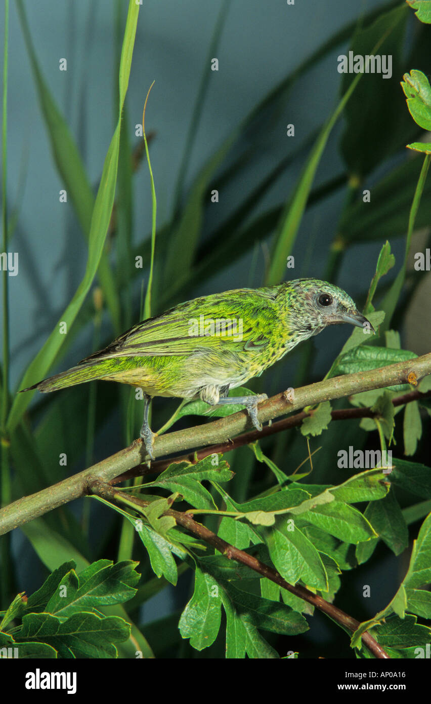 Tangara Guttata High Resolution Stock Photography and Images - Alamy