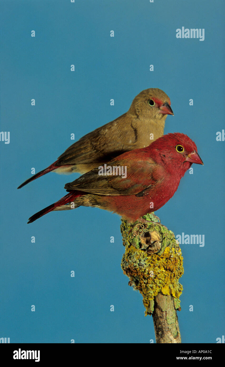 Landana firefinch hi-res stock photography and images - Alamy