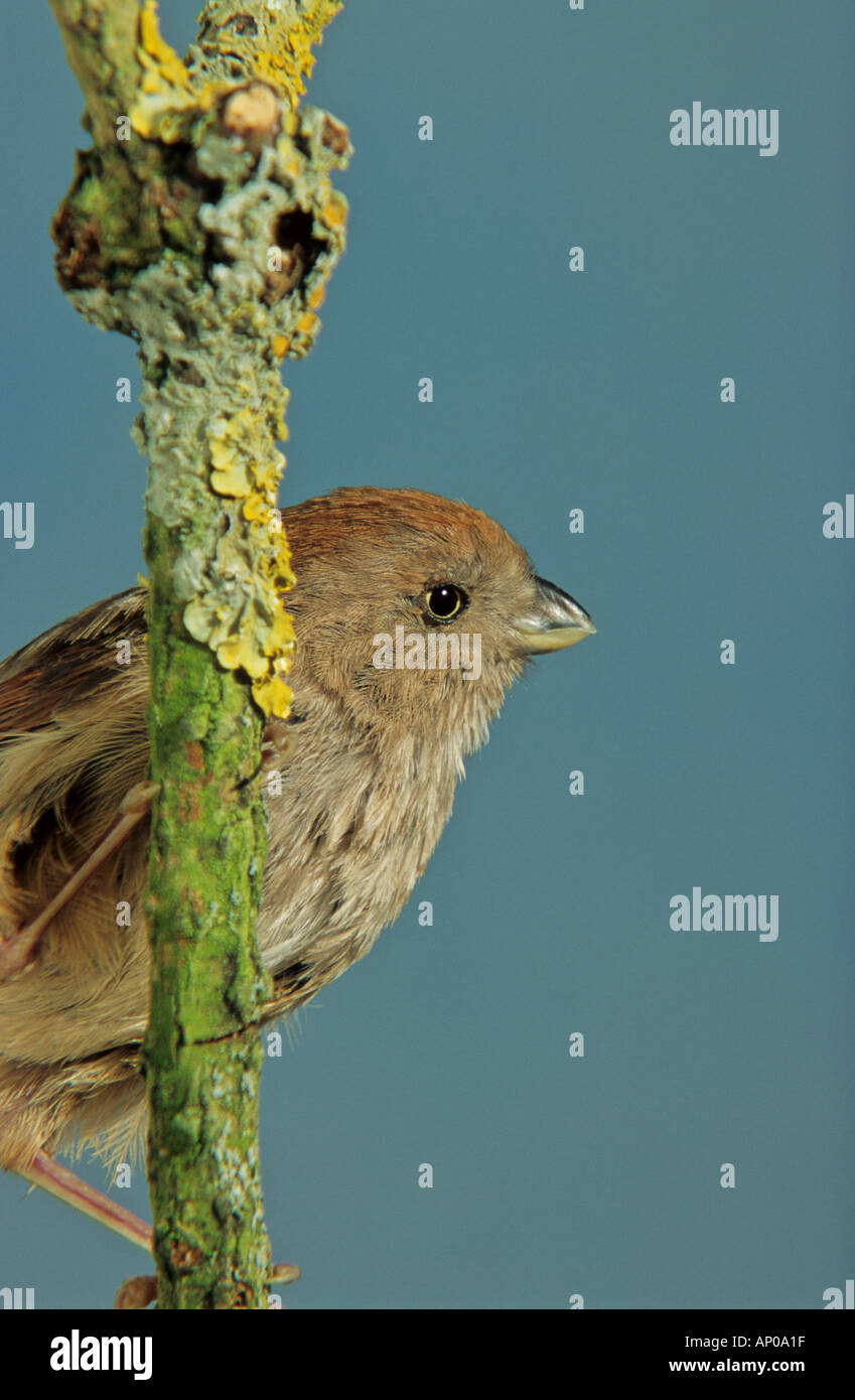 Parrotbills hi-res stock photography and images - Alamy