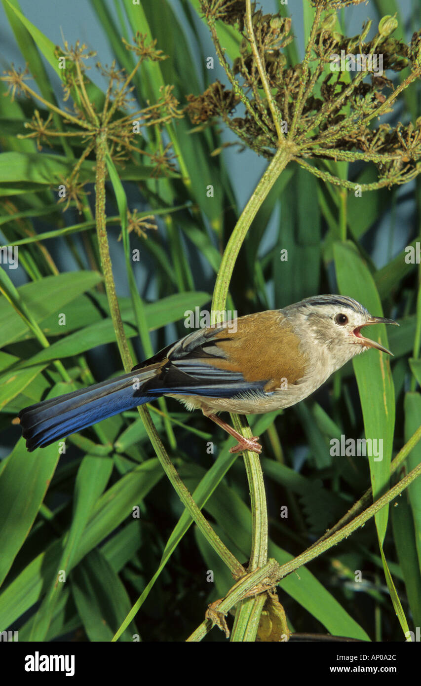Blue Winged Siva or Minla (Minla cyanouroptera) Blue-winged Minla ...