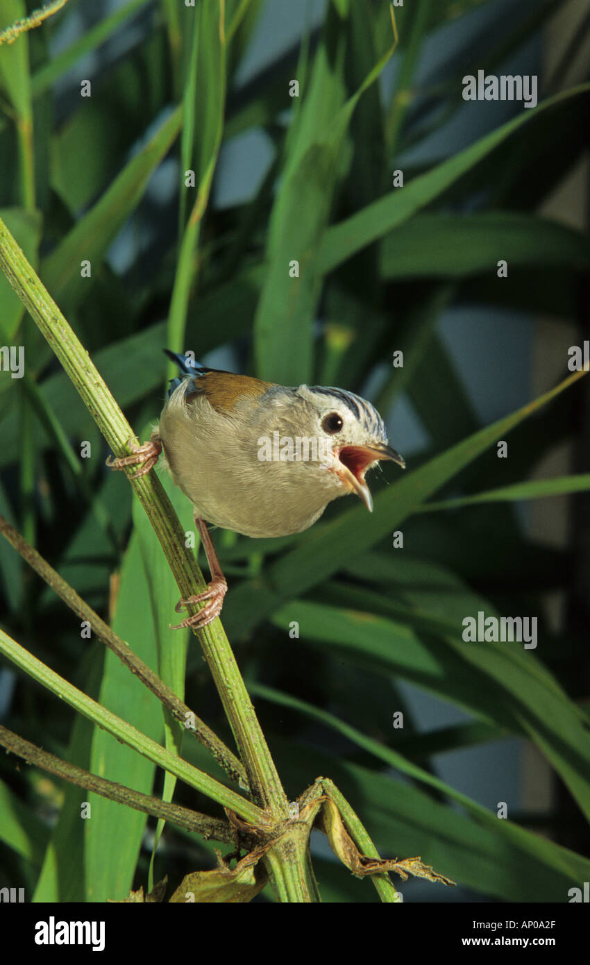 Cyanouropte hi-res stock photography and images - Alamy