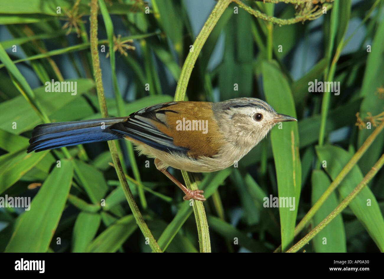 Blue Winged Siva or Minla (Minla cyanouroptera) Blue-winged Minla Stock ...