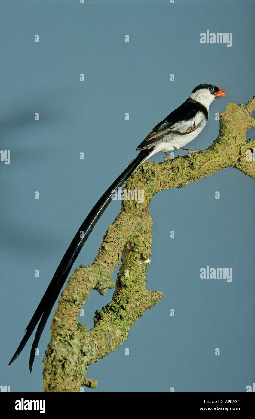 Pin Tailed Whydas (Vidua macroura) Pin-tailed Widow Stock Photo - Alamy