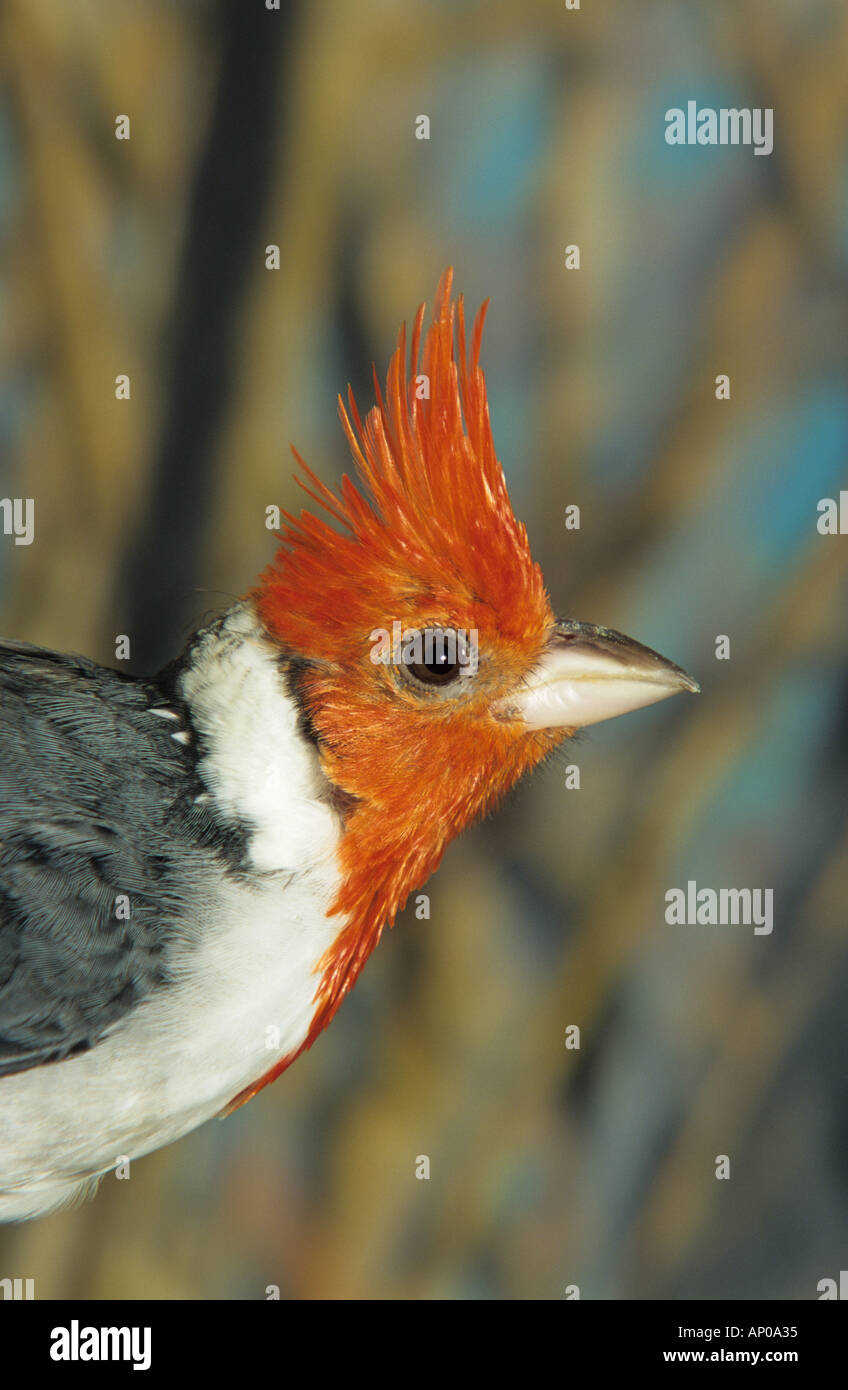 Red Crested Cardinal Paroaria coronata Stock Photo - Alamy