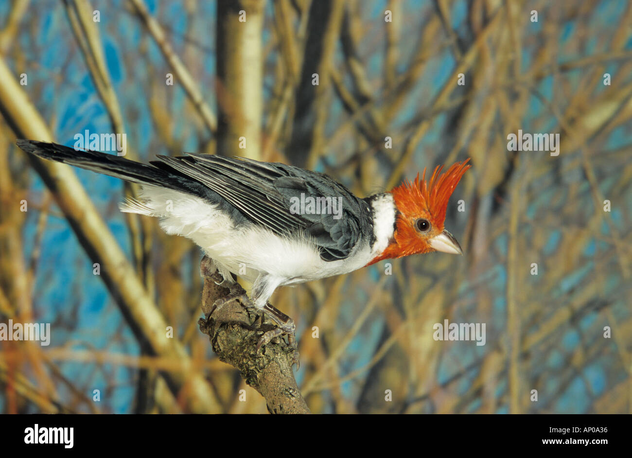 Brazilian cardinal hi-res stock photography and images - Alamy