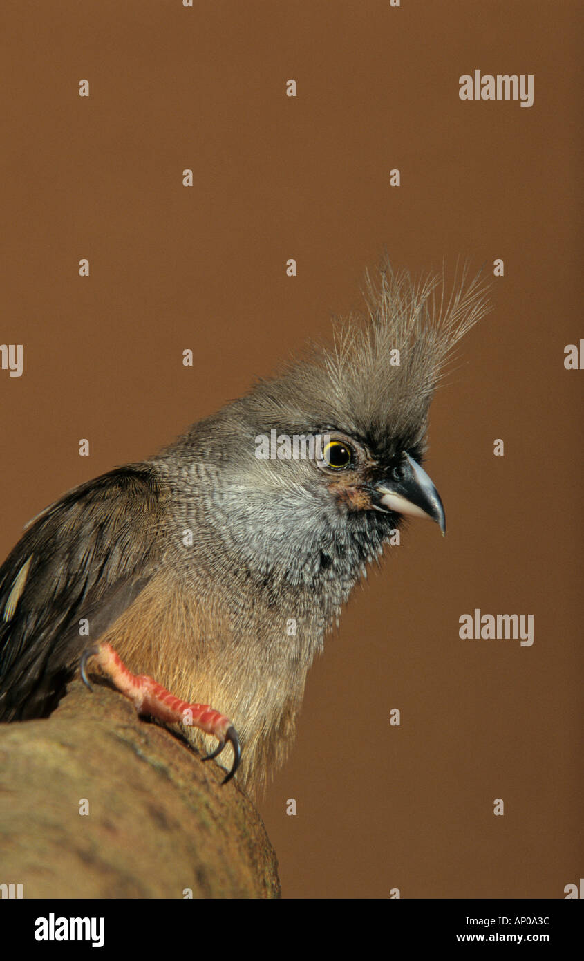 Speckled Mousebird (Colius striatus Stock Photo - Alamy