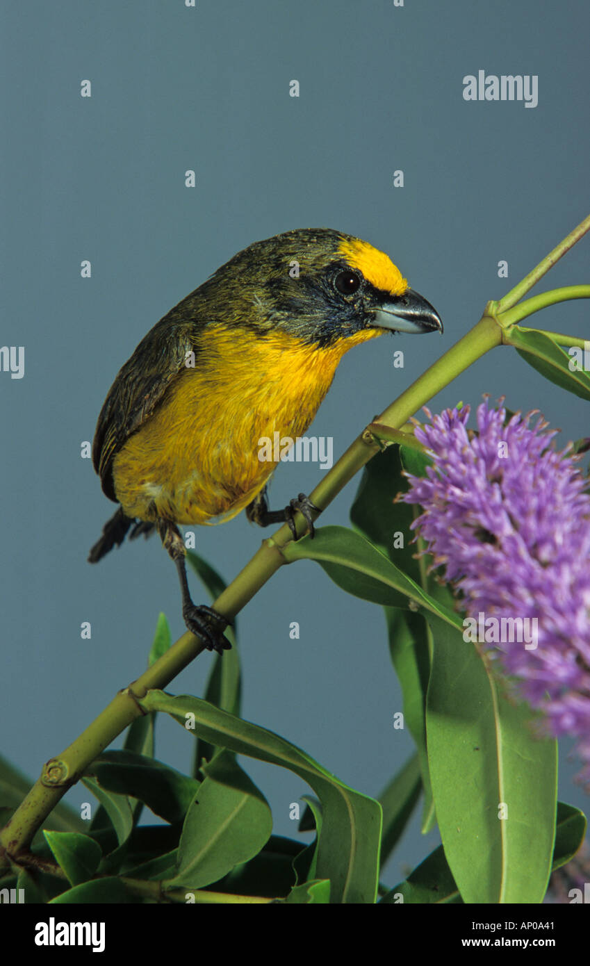 Thick-billed Euphonia (Euphonia laniirostris) Black-tailed Euphonia ... Thick-billed Euphonia (Euphonia laniirostris) Black-tailed Euphonia ...