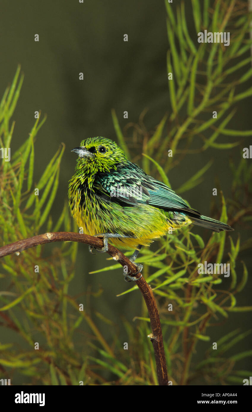 Yellow bellied tanager hi-res stock photography and images - Alamy