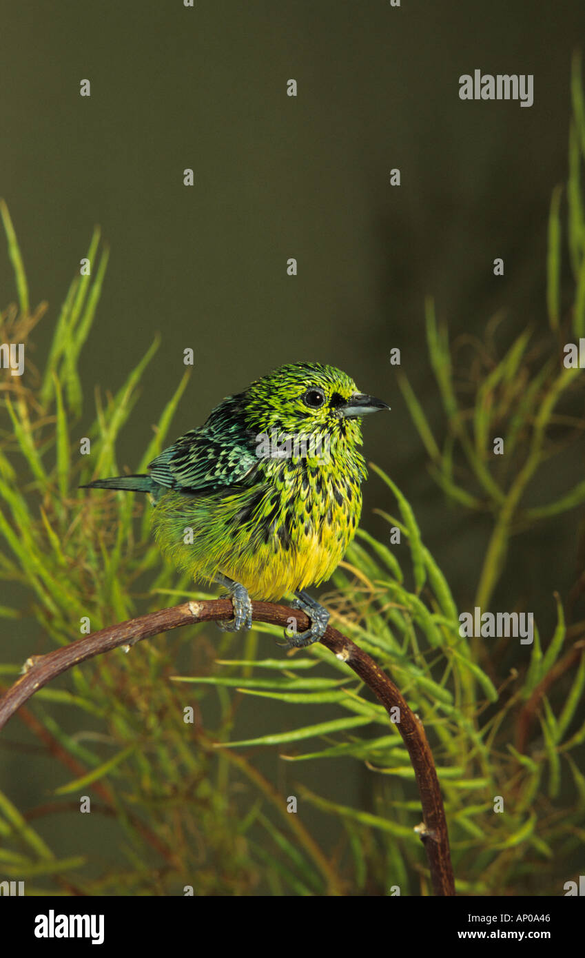 Yellow Bellied Tanager (Tangara xanthogastra Stock Photo - Alamy