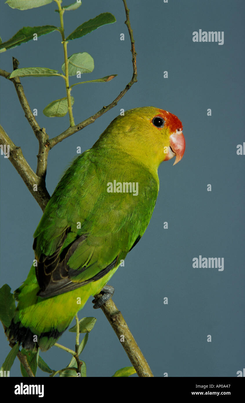 Black-winged Lovebird. Abyssinian Lovebird. Agapornis taranta Stock ...