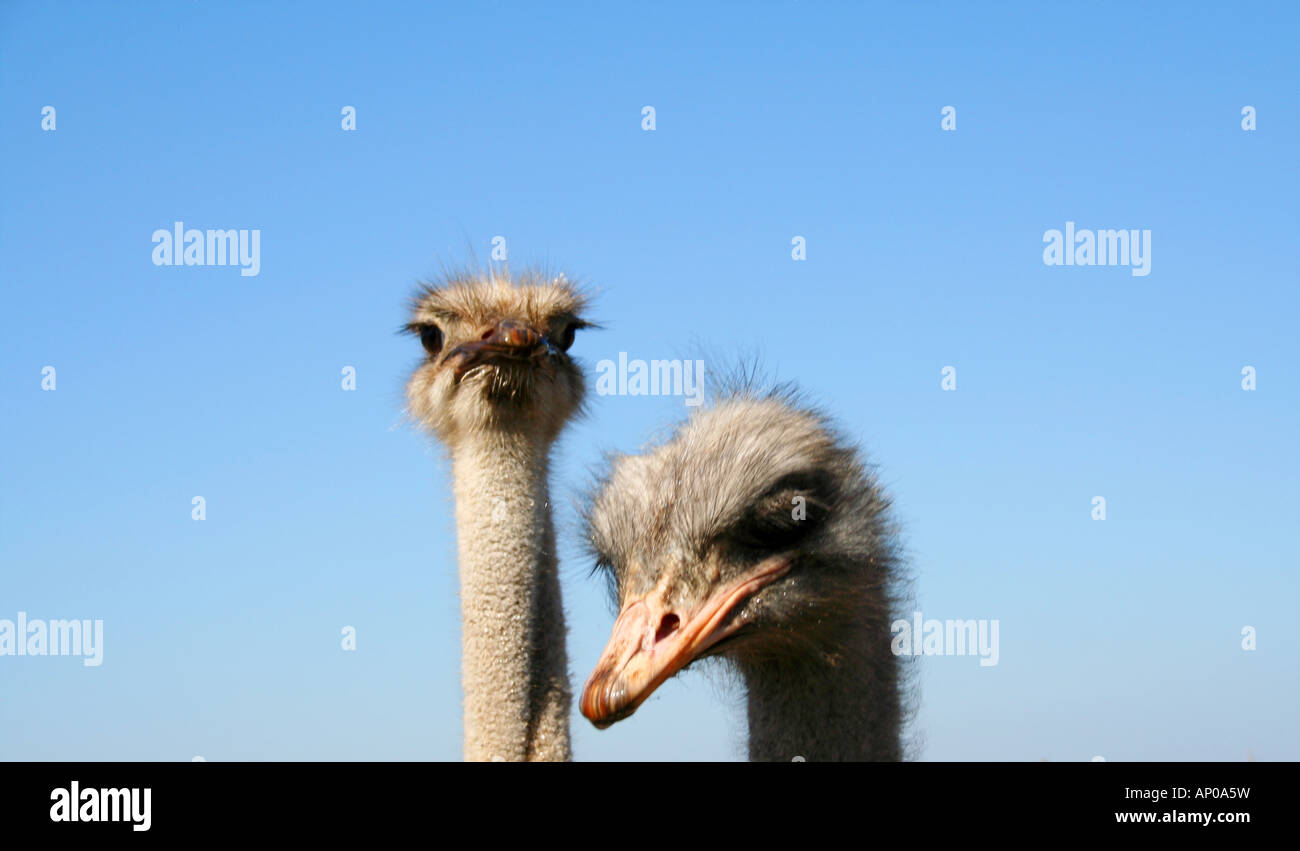 Two Ostrich in the wild nature Stock Photo - Alamy