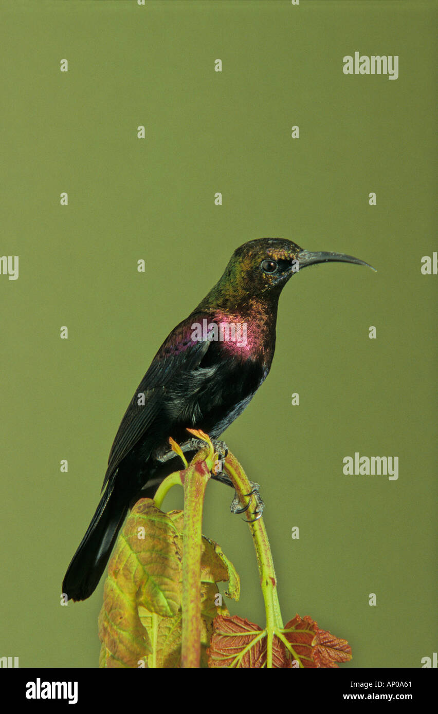 Copper Sunbird (Cinnyris cupreus) Coppery Sunbird, Copper-coloured ...