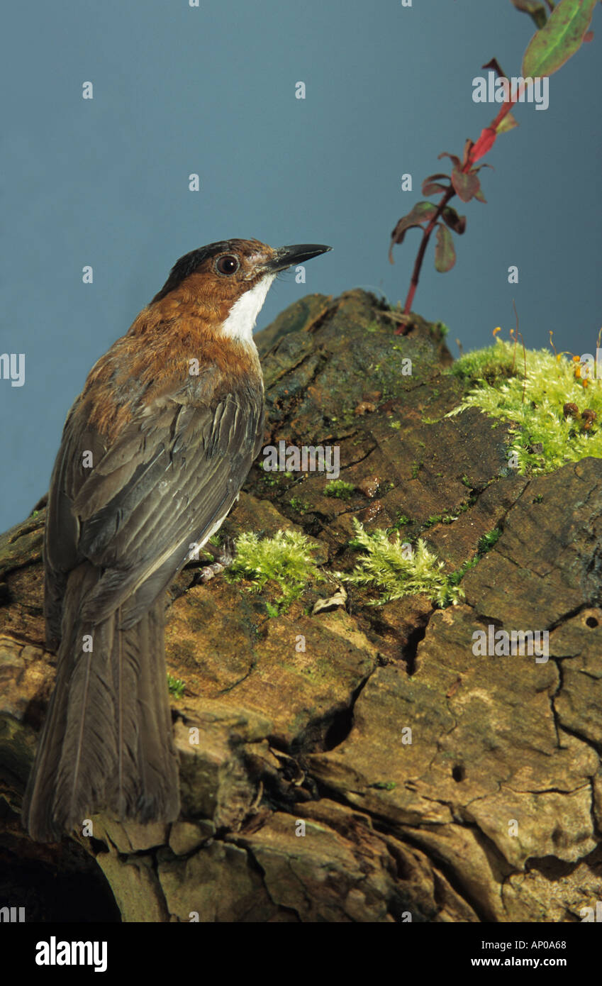 Chestnut-backed Bulbul. Chestnut Bulbul (Hemixos castanonotus Stock ...