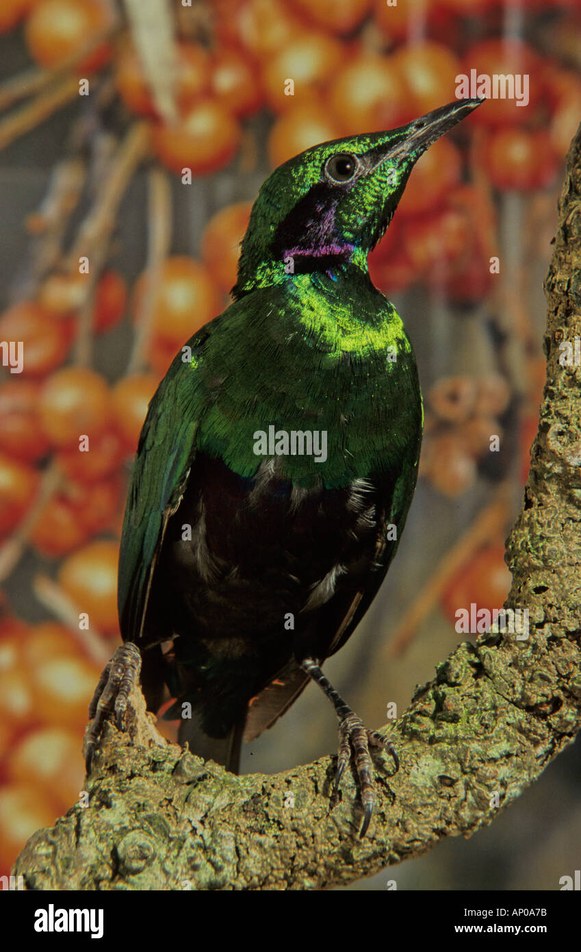 Emerald Starling (Lamprotornis iris Stock Photo - Alamy