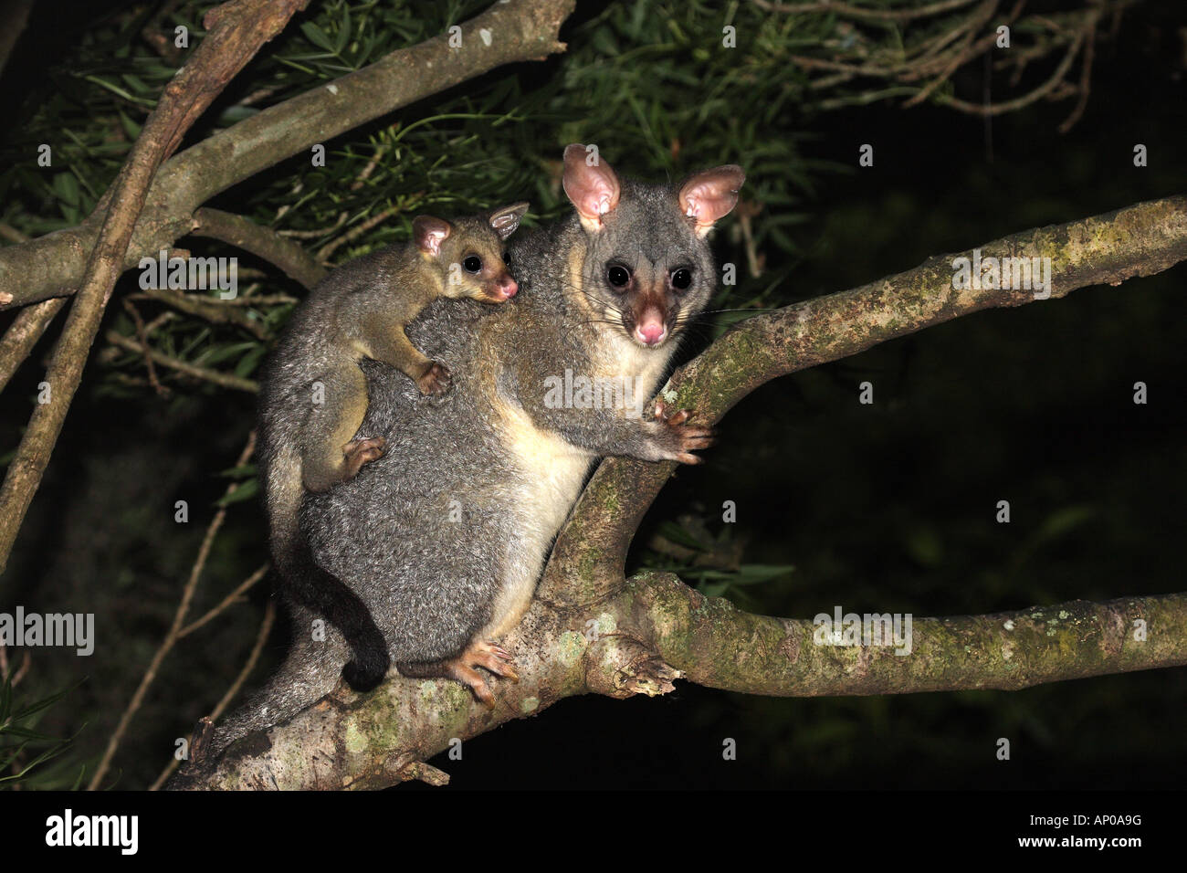 Common Brushtail possum, trichosurus vulpecula, adult with joey on back ...