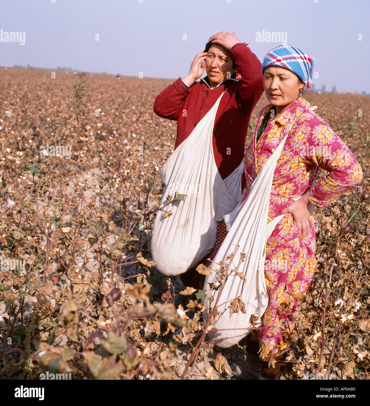 Cotton pickers hi-res stock photography and images - Alamy