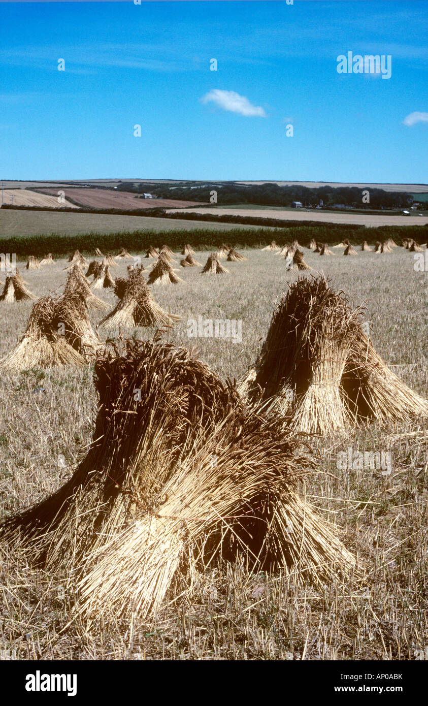 A Field of Traditional Stooked Wheat Stock Photo - Alamy