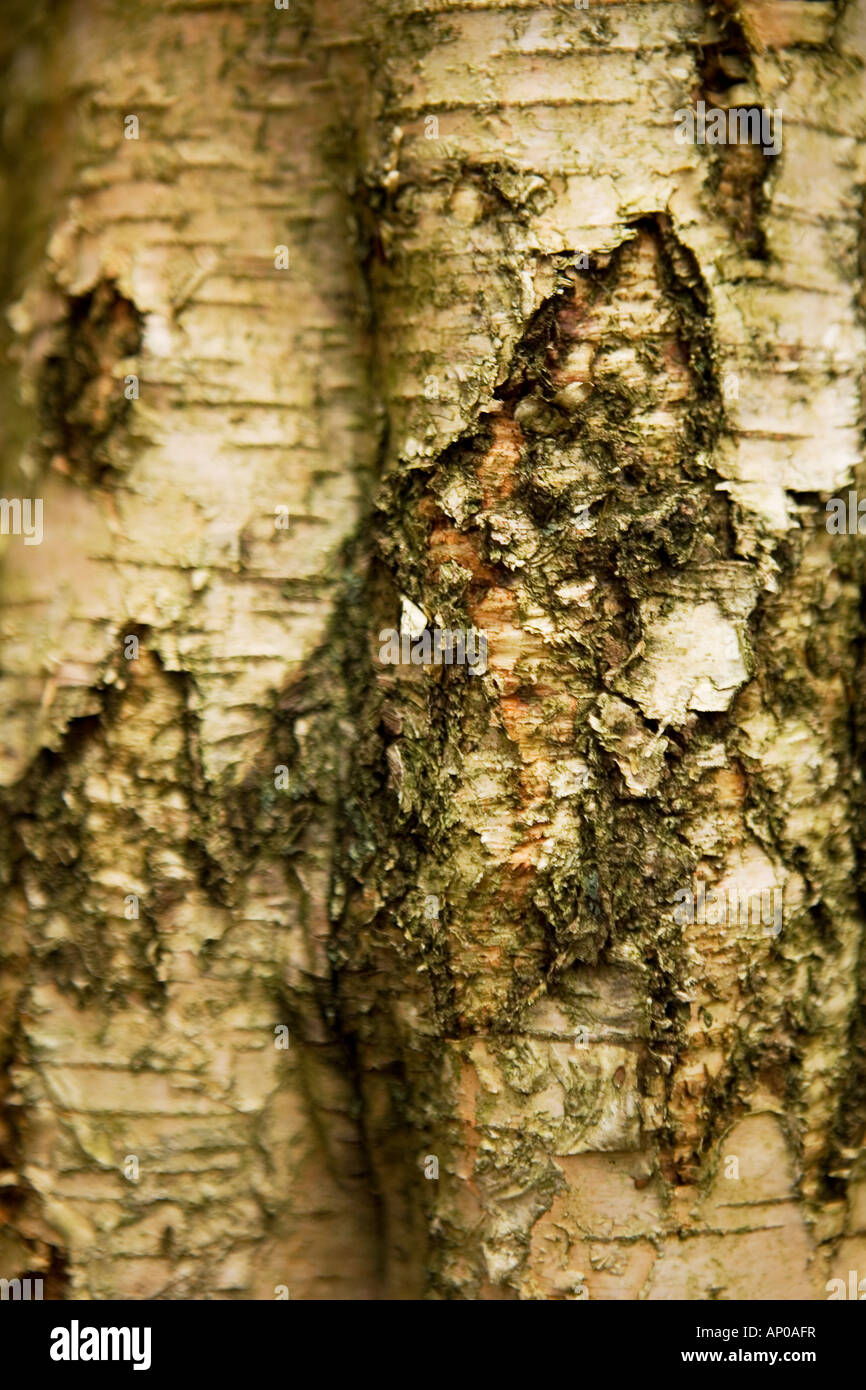 Close up detail of Silver Birch / Betula pendula tree bark Stock Photo ...