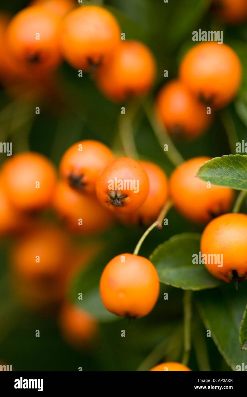 Orange berries 'Pyracantha Saphyr Orange syn Cadange' in close up ...