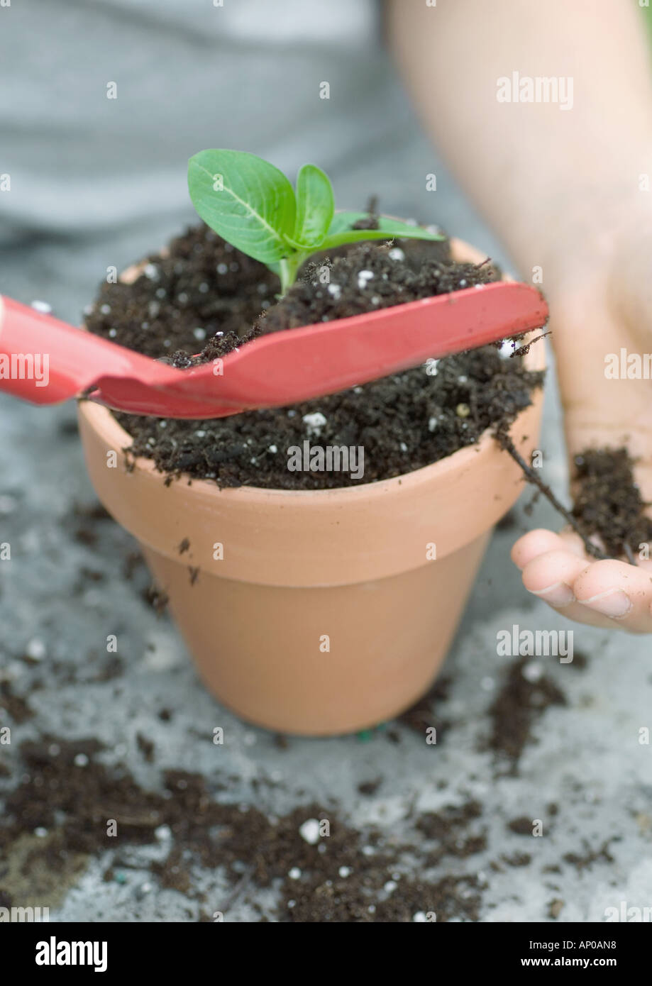 Planting seedling in pot Stock Photo - Alamy