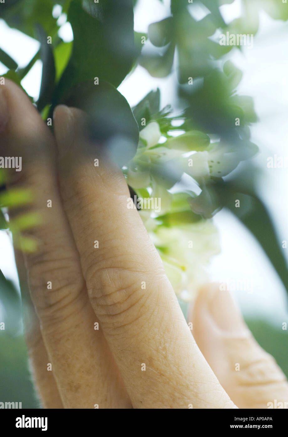 Finger touching plants hi-res stock photography and images - Alamy