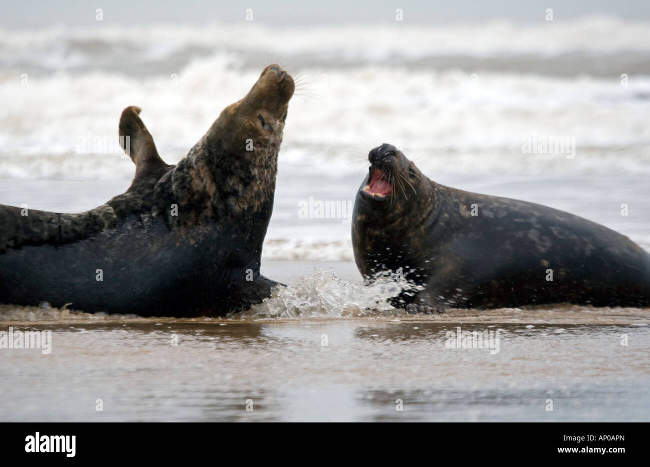 James seals hi-res stock photography and images - Alamy