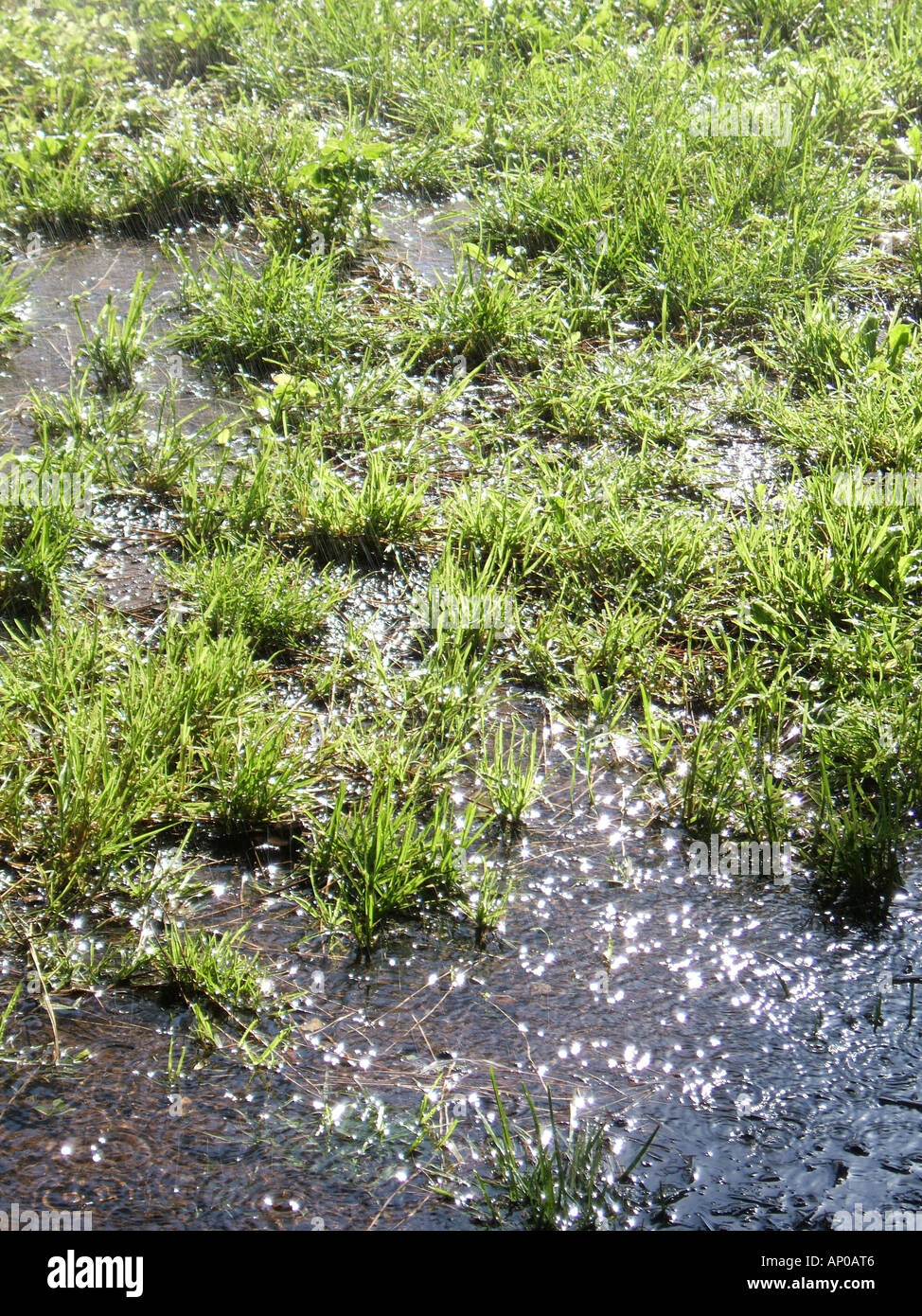 waterlogged field lawn Stock Photo - Alamy