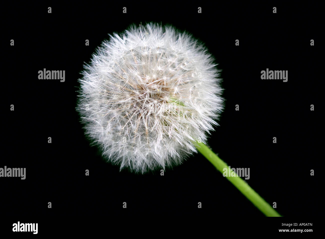 Dandelion in full bloom, clipping path included Stock Photo - Alamy