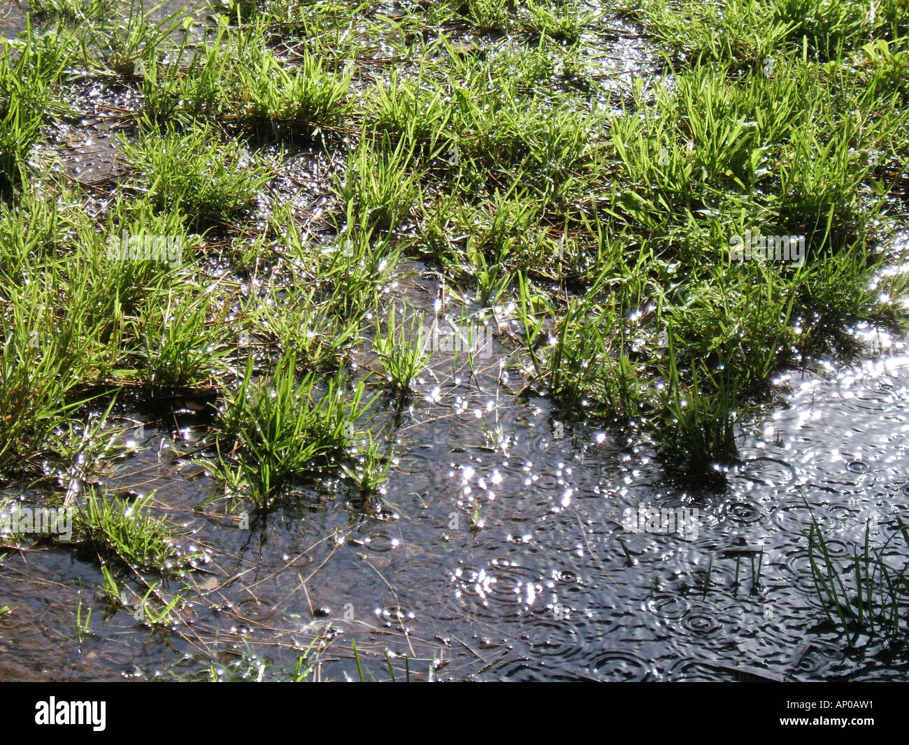 waterlogged field lawn Stock Photo - Alamy
