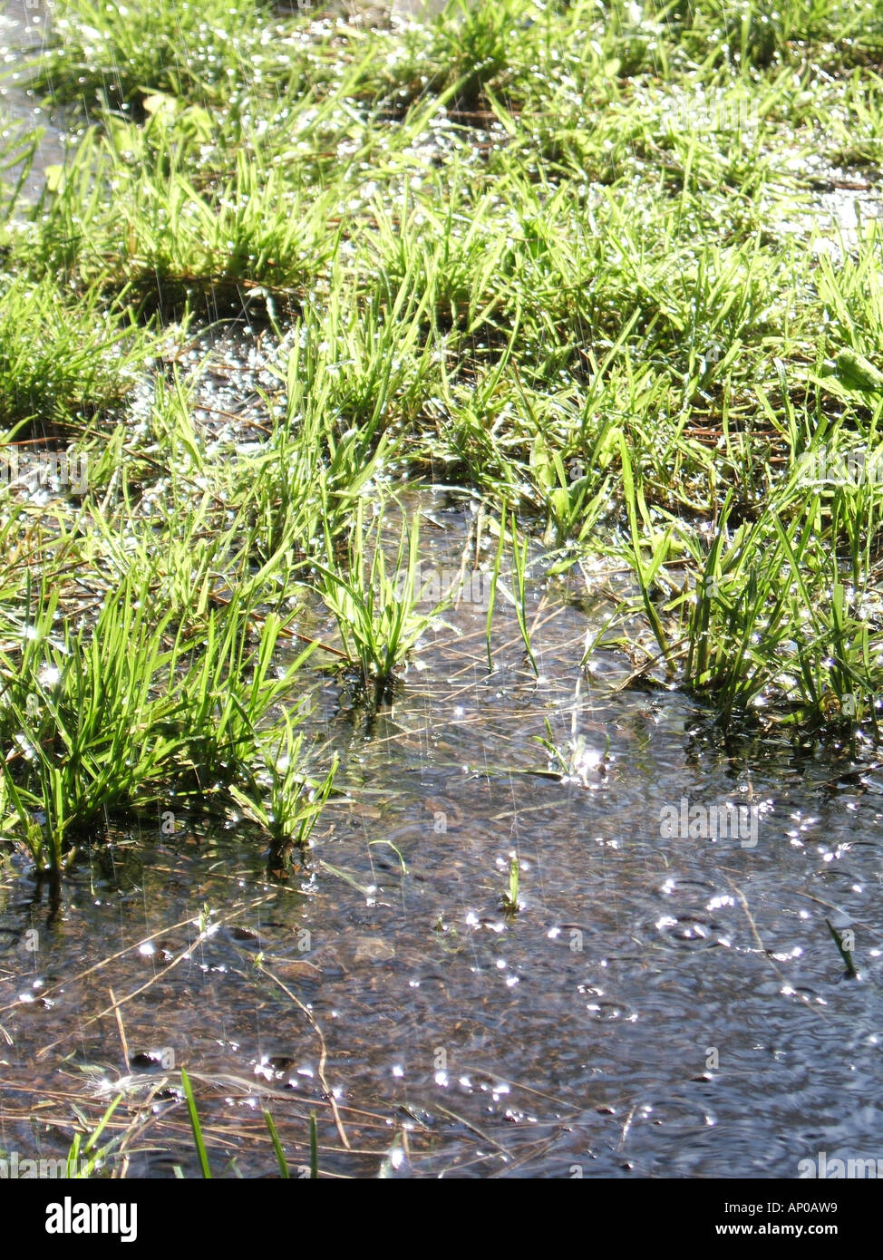 waterlogged field lawn Stock Photo - Alamy waterlogged field lawn Stock Photo - Alamy