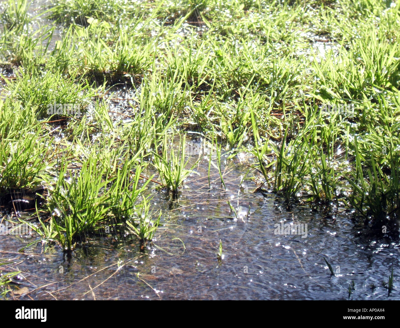 waterlogged field lawn Stock Photo - Alamy