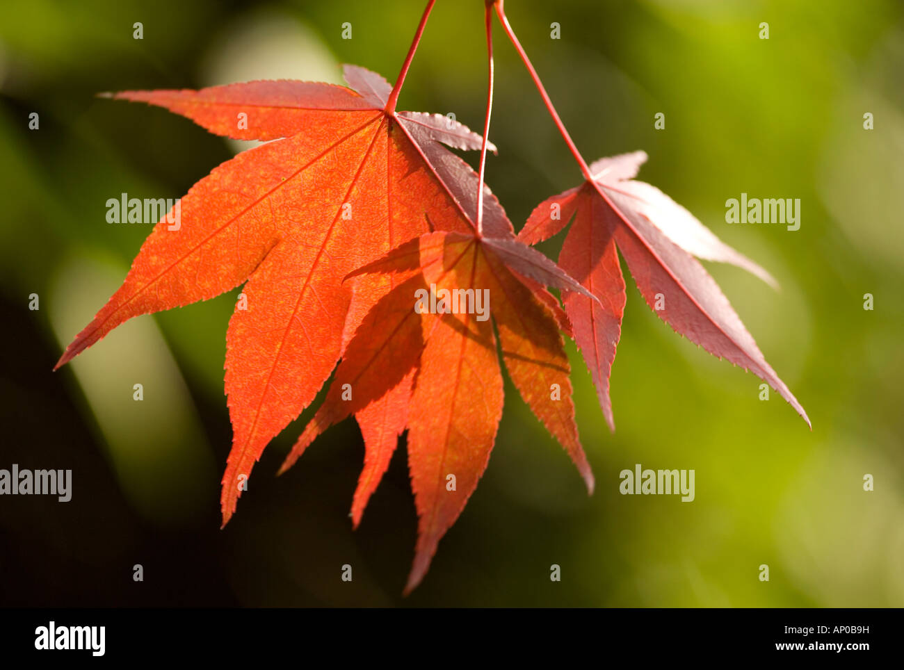 Japanese Acer / Maple tree leaves backlit by sunlight Stock Photo - Alamy