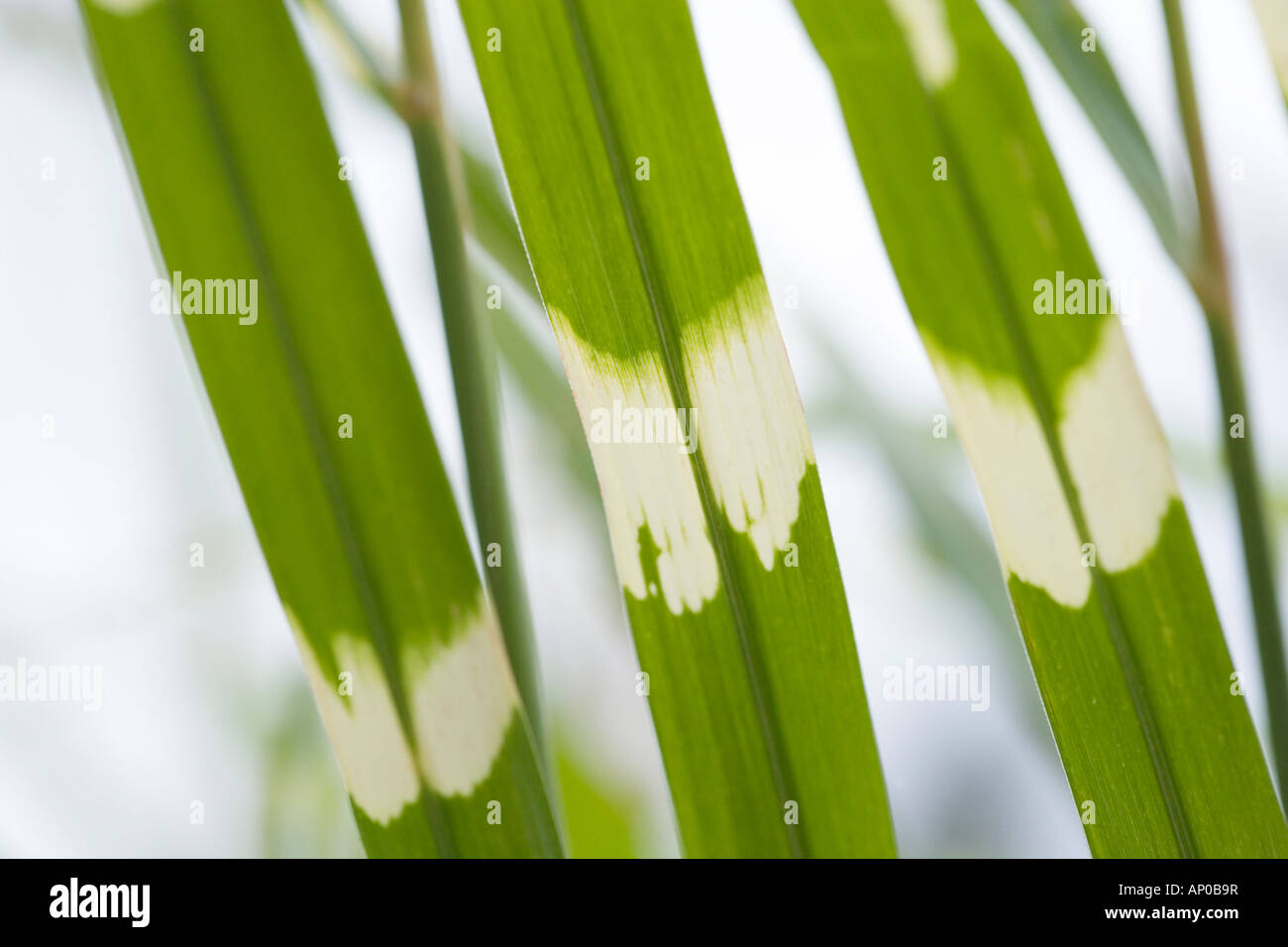 Close up detail of variegated leaf structure Stock Photo - Alamy