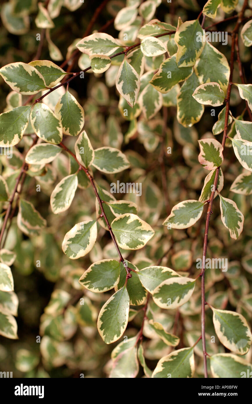 PITTOSPORUM TENUIFOLIUM SILVER MAGIC Stock Photo - Alamy