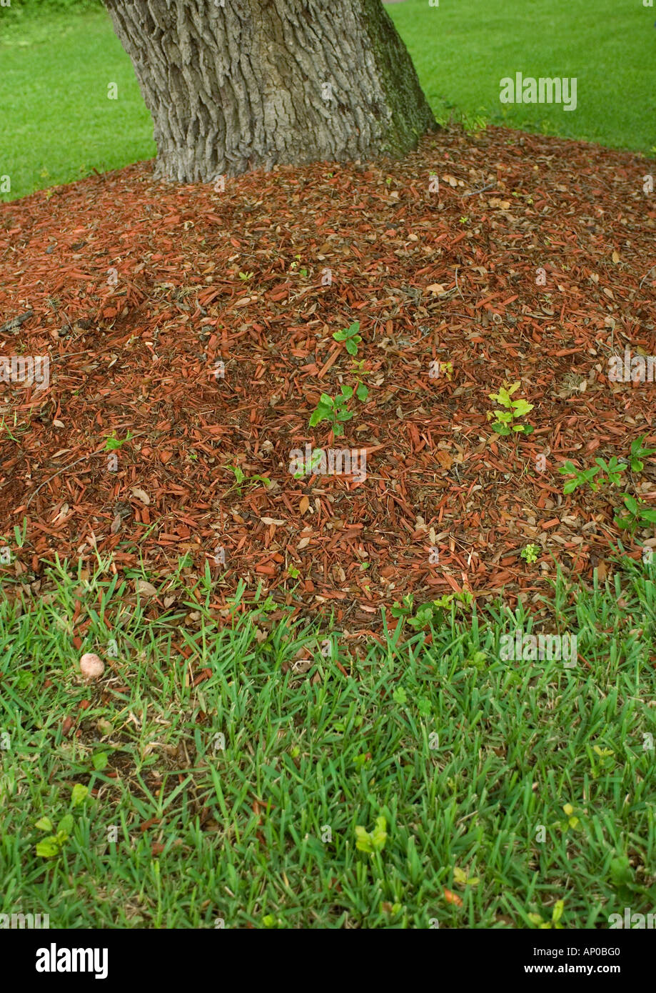 Mulch around base of tree Stock Photo - Alamy