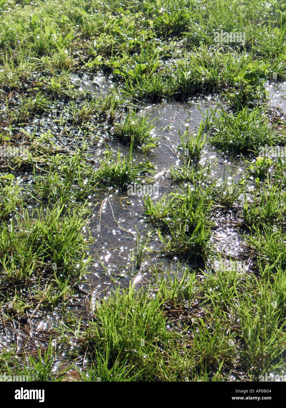 waterlogged field lawn Stock Photo - Alamy waterlogged field lawn Stock Photo - Alamy