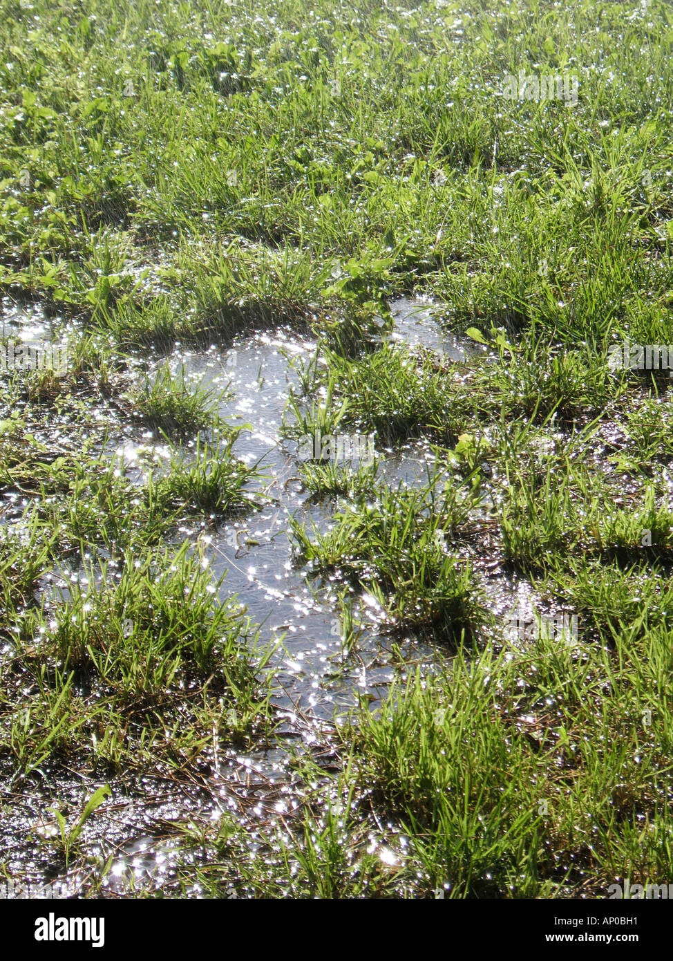 waterlogged field lawn Stock Photo - Alamy