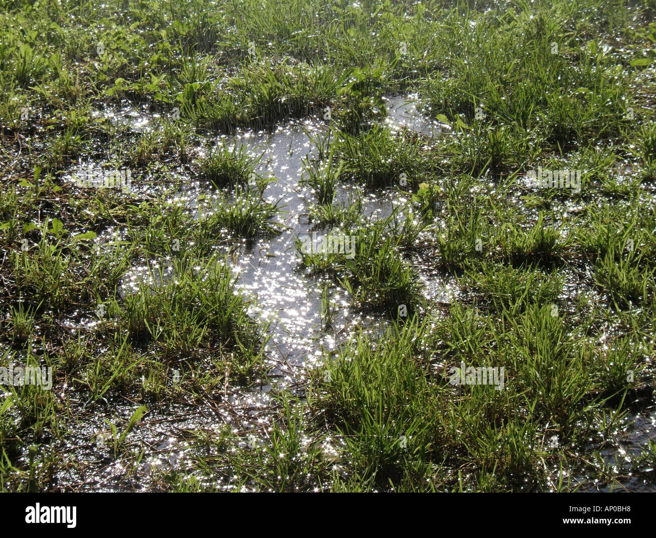 waterlogged field lawn Stock Photo - Alamy
