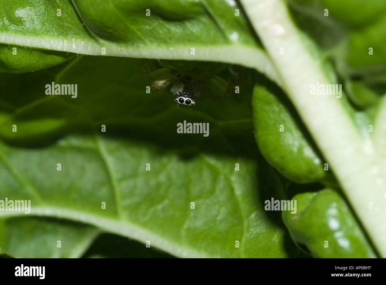 Green jumping spider Mopsus mormon Stock Photo - Alamy
