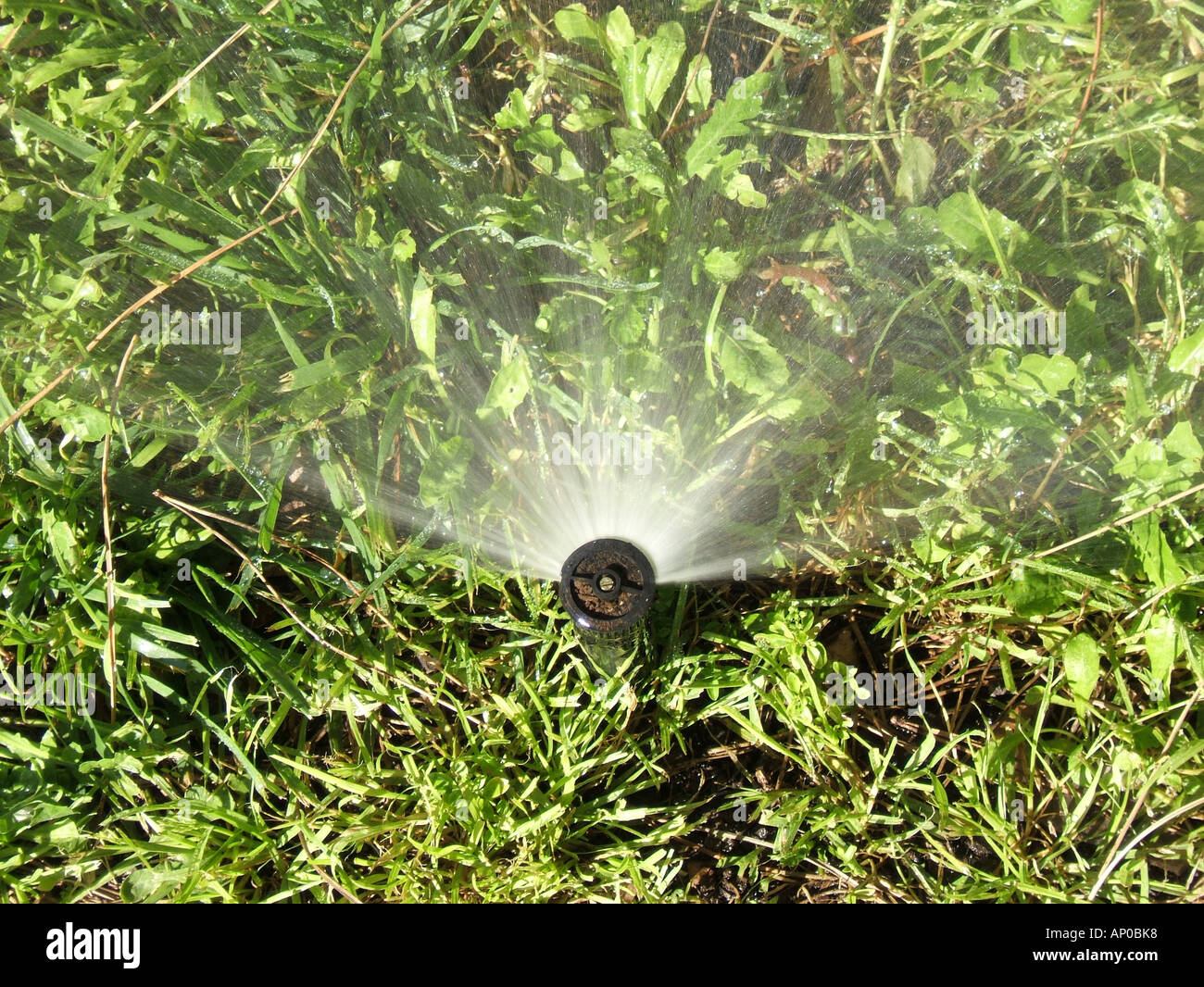 one sprinkler spraying water on lawn Stock Photo - Alamy