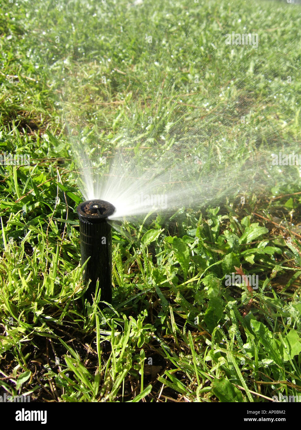 one sprinkler spraying water on lawn Stock Photo - Alamy
