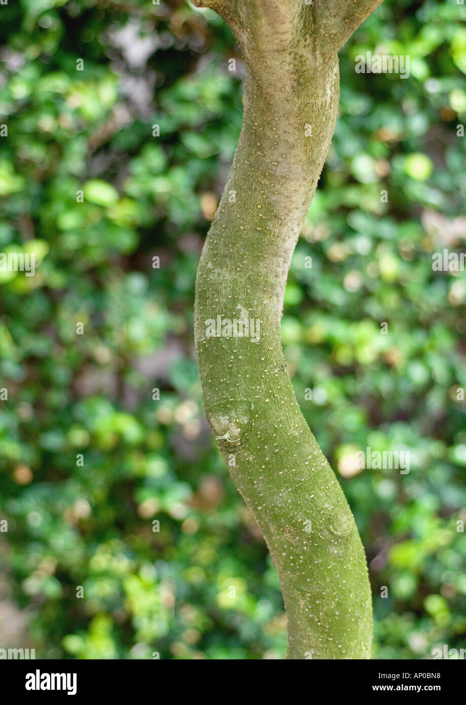 Twisted tree trunk hi-res stock photography and images - Alamy