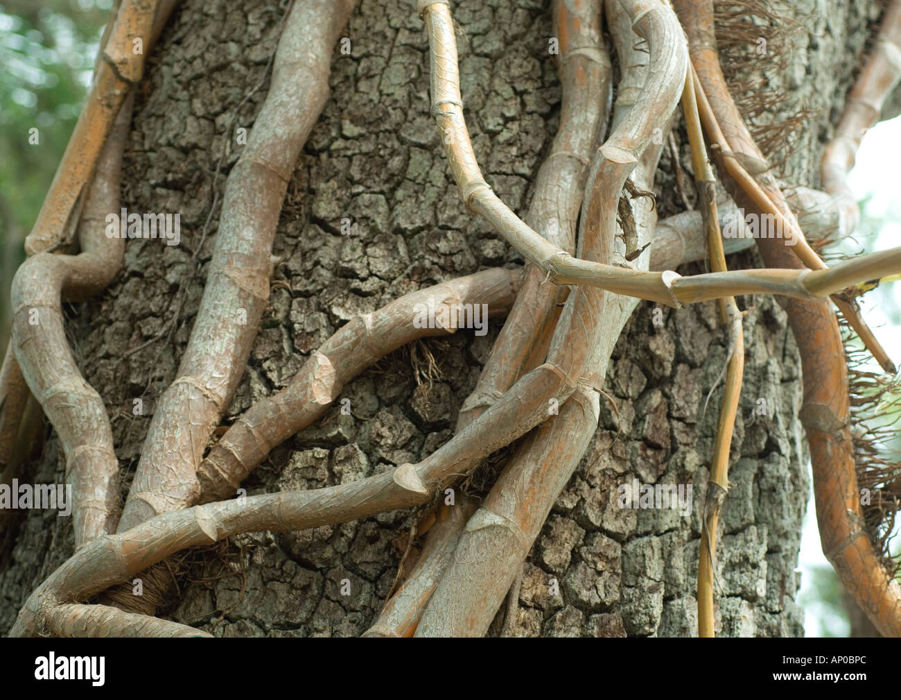 Vines on tree trunk Stock Photo - Alamy